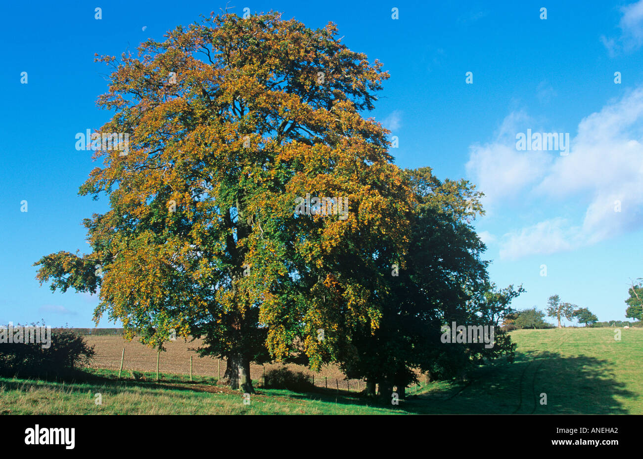 Season Winter OCTOBER Beech Tree Through the Year 1 of 12 Stock Photo ...