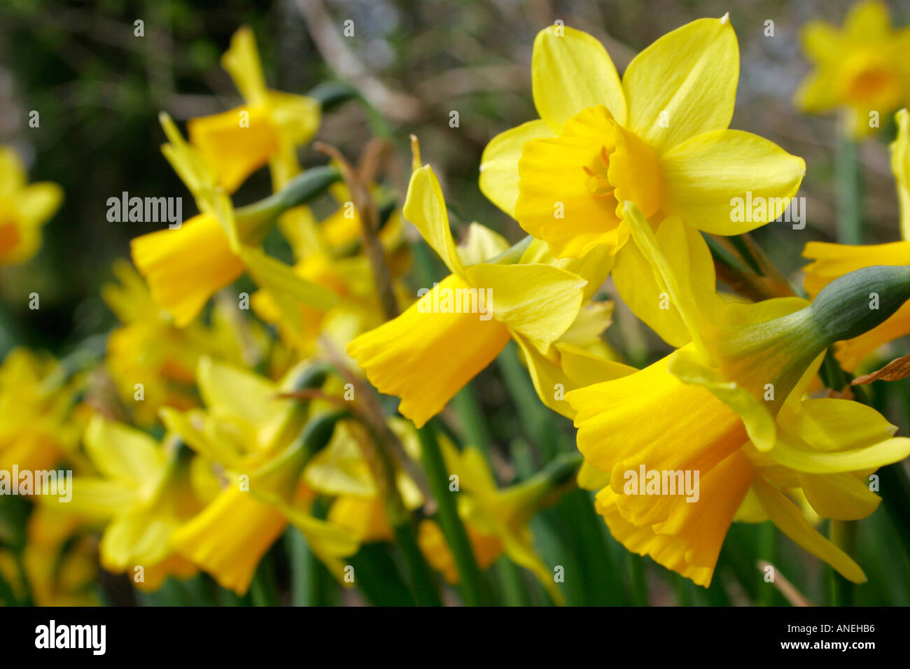 Deep yellow flowers hi-res stock photography and images - Alamy