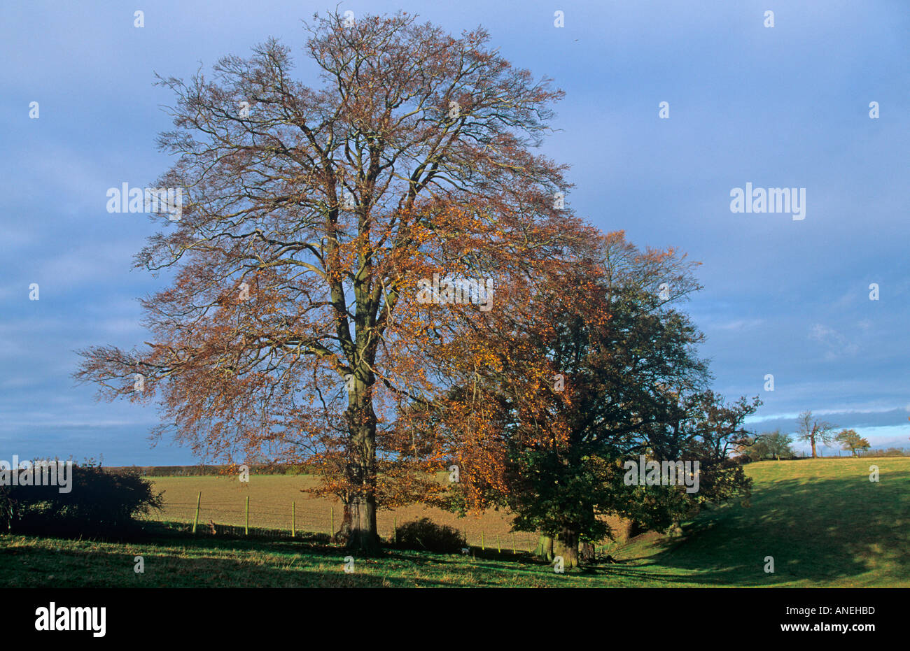 Season Winter NOVEMBER Beech Tree Through the Year 1 of 12 Stock Photo ...