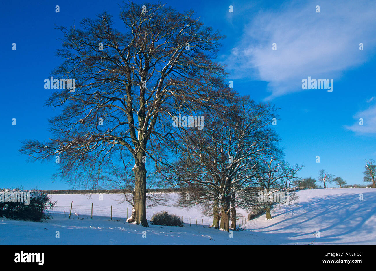 Season Winter DECEMBER Beech Tree Through the Year 1 of 12 Stock Photo ...