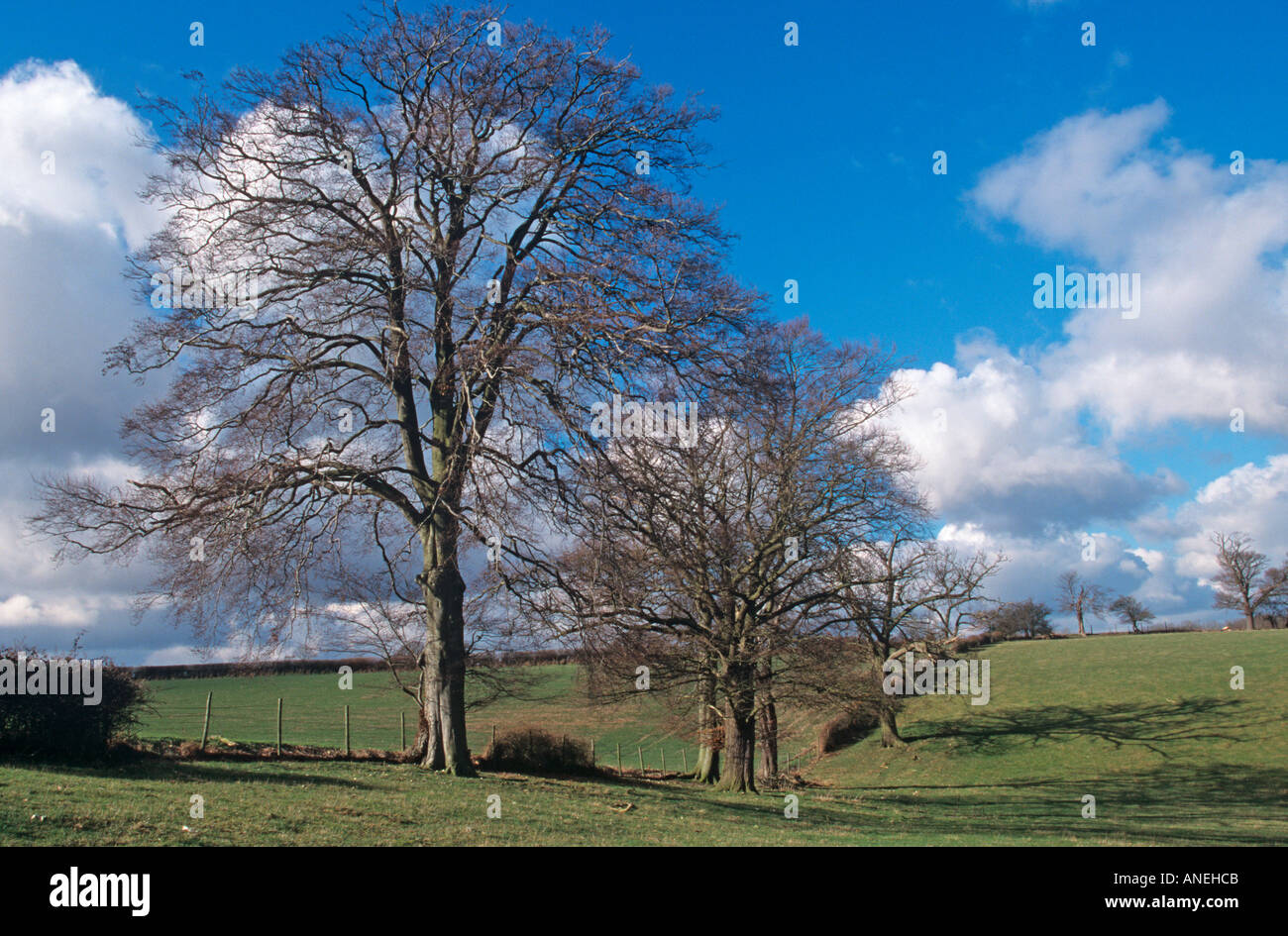 Season Winter FEBRUARY Beech Tree Through the Year 1 of 12 Stock Photo ...