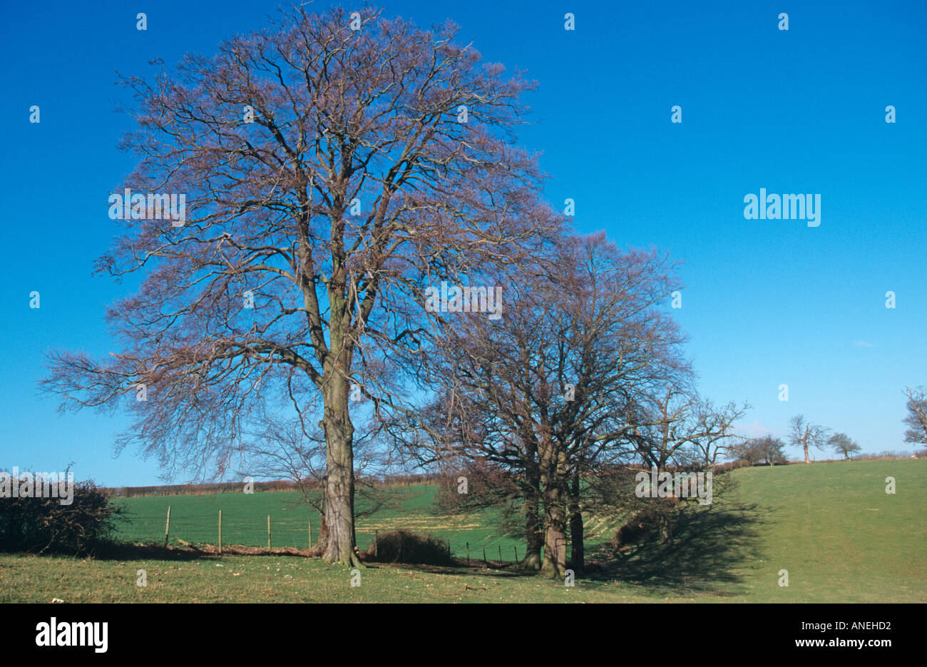 Season Spring MARCH Beech Tree Through the Year 1 of 12 Stock Photo - Alamy