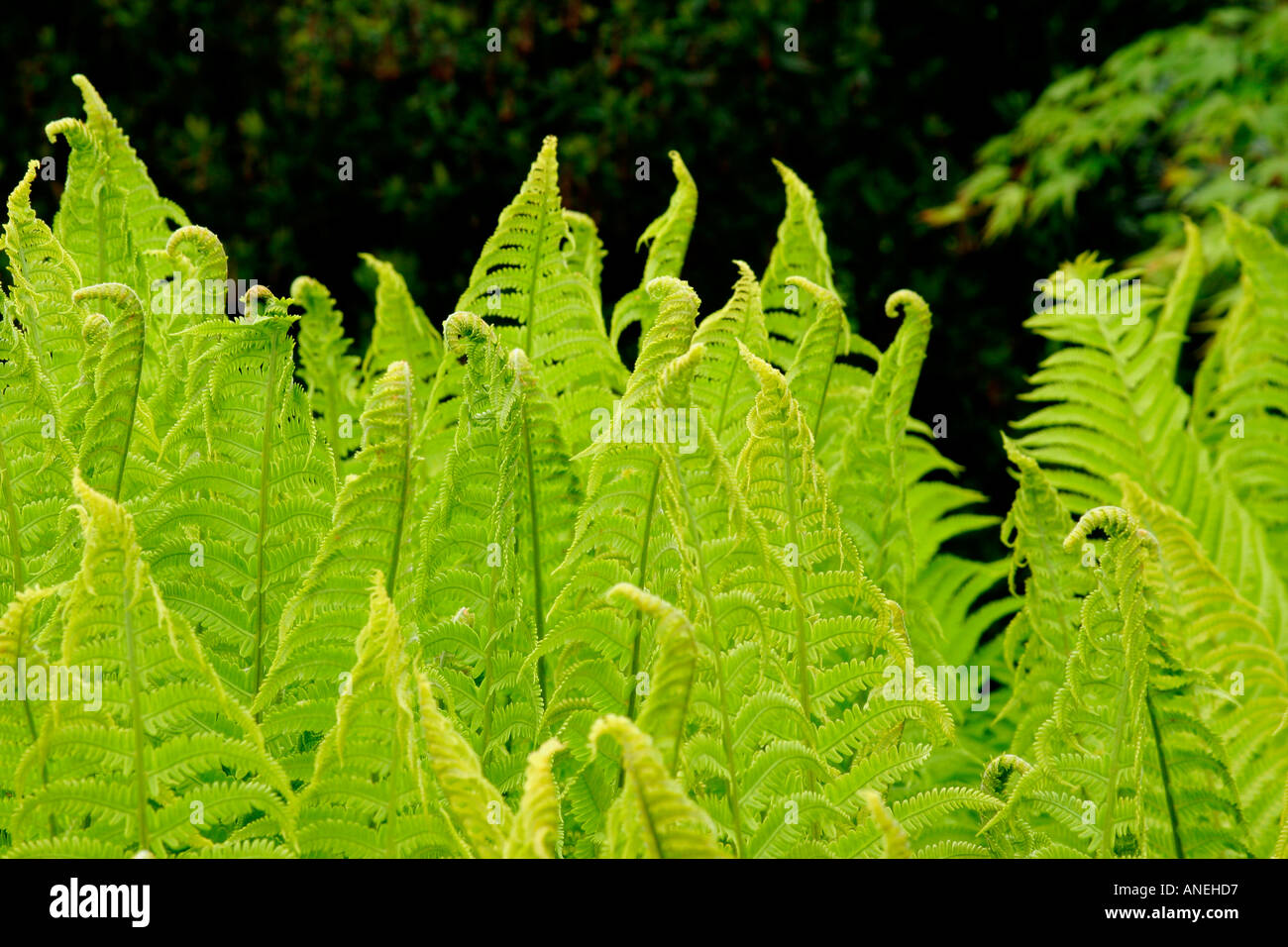 Ferns in spring against dark background Stock Photo - Alamy