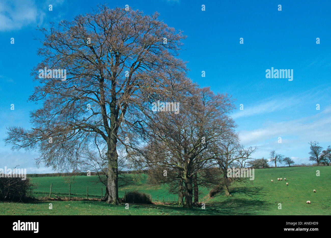 Season Spring APRIL Beech Tree Through the Year 1 of 12 Stock Photo - Alamy