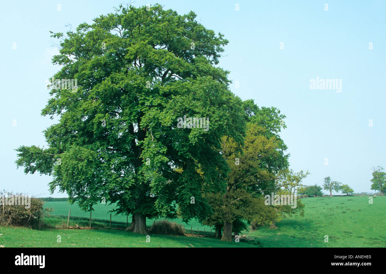 Season Spring MAY Beech Tree Through the Year 1 of 12 Stock Photo - Alamy