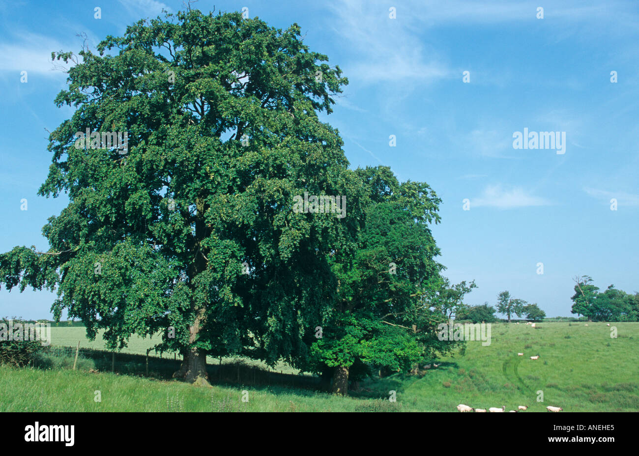 Season Summer JUNE Beech Tree Through the Year 1 of 12 Stock Photo - Alamy