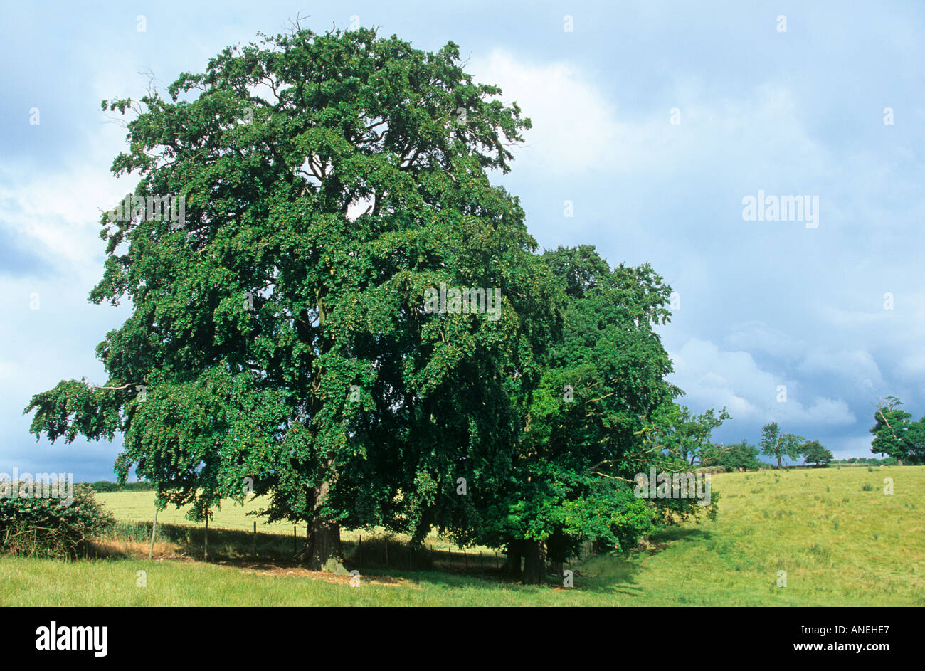 Season Summer JULY Beech Tree Through the Year 1 of 12 Stock Photo - Alamy