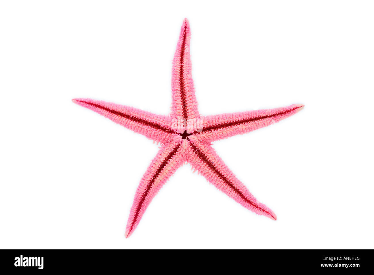 Starfish point beach Cut Out Stock Images & Pictures - Alamy