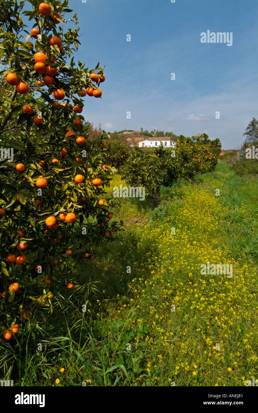 Oranges growing on trees in an orange grove Algarve Portugal EU Europe ...