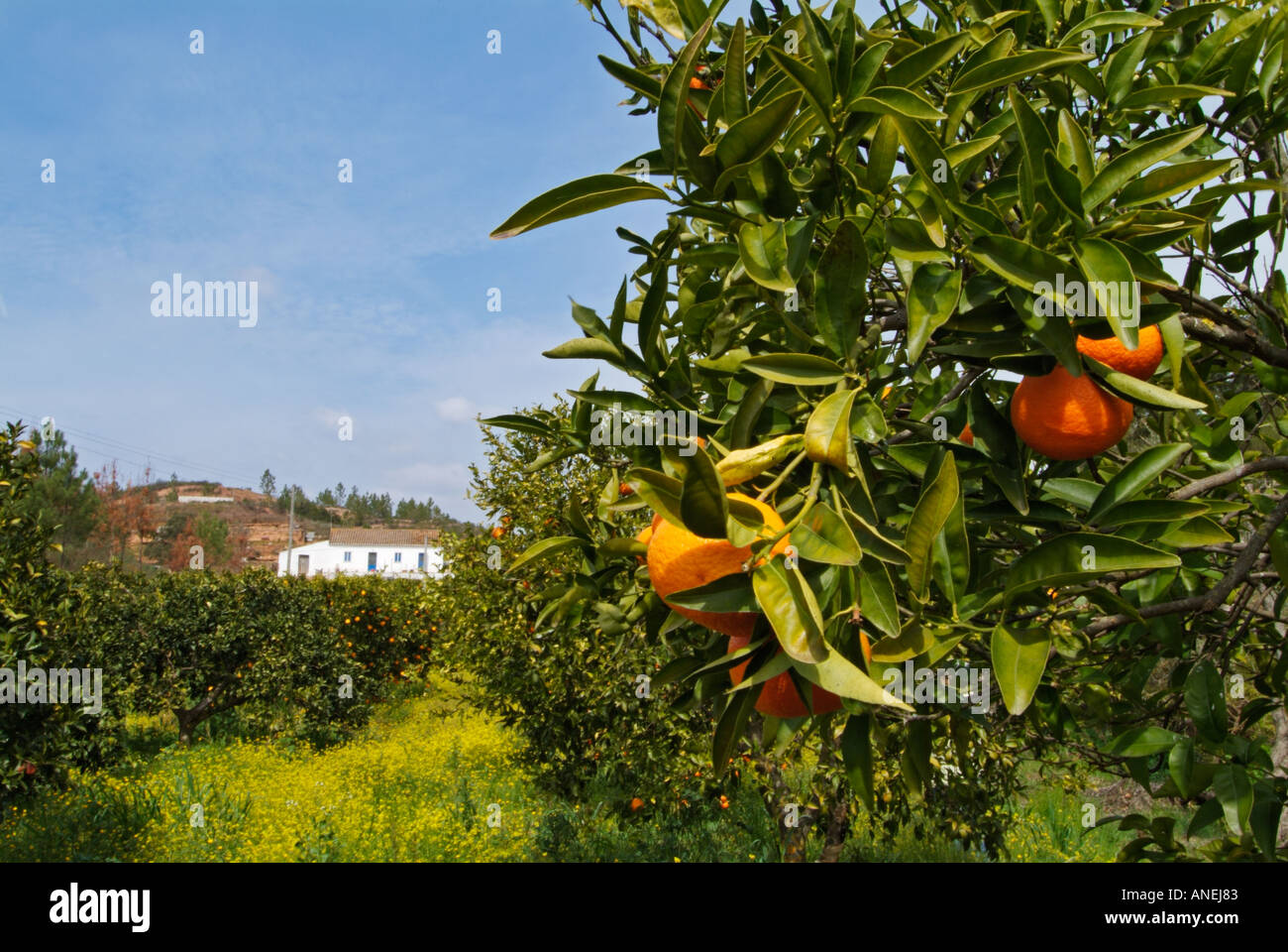 Oranges growing on trees in an orange grove Algarve Portugal EU Europe ...