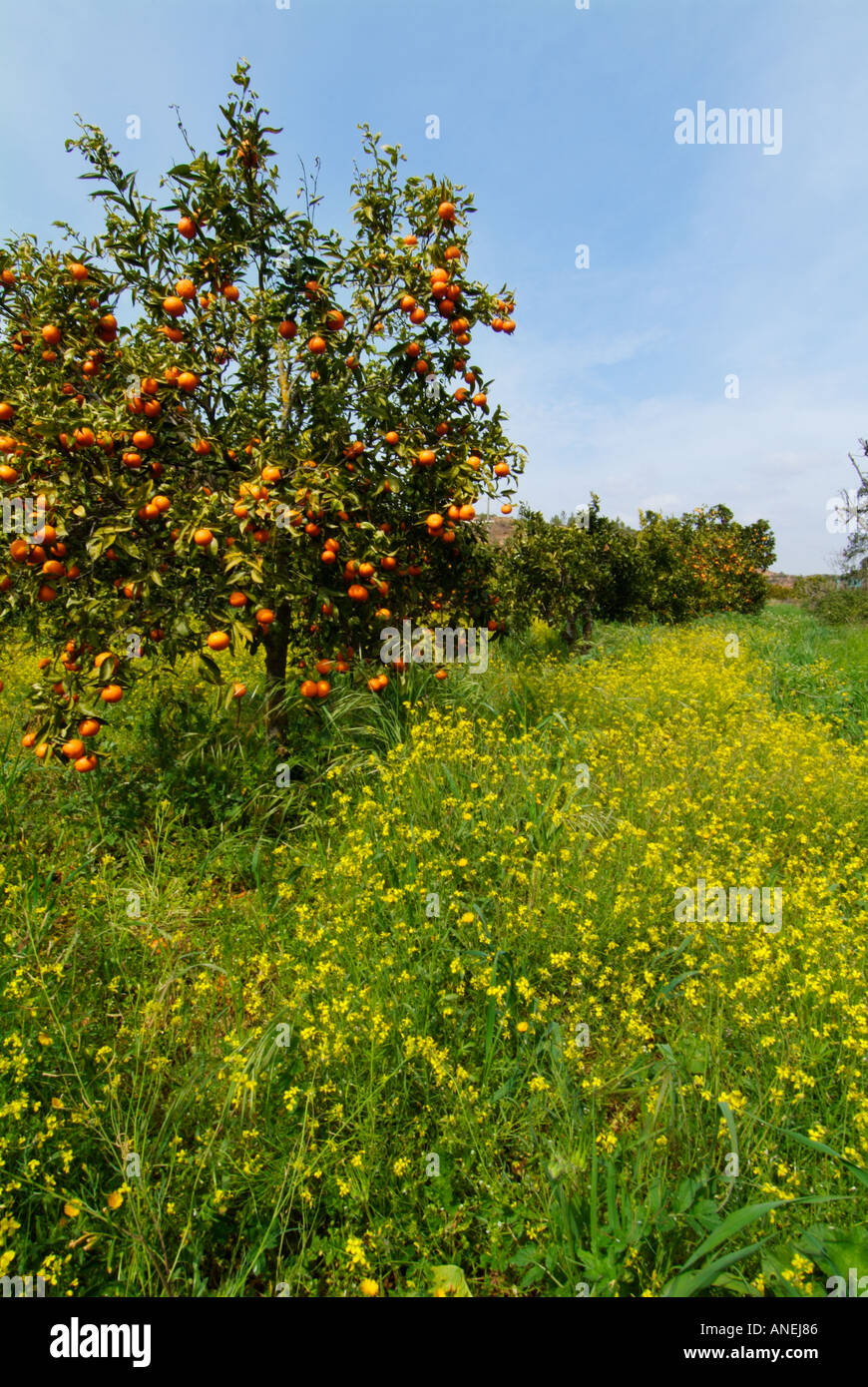 Oranges growing on trees in an orange grove Algarve Portugal EU Europe ...