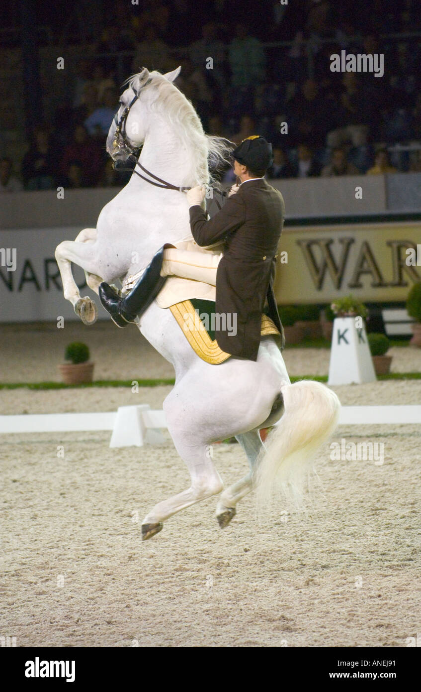 Lipizzaner spanish riding school hi-res stock photography and images ...