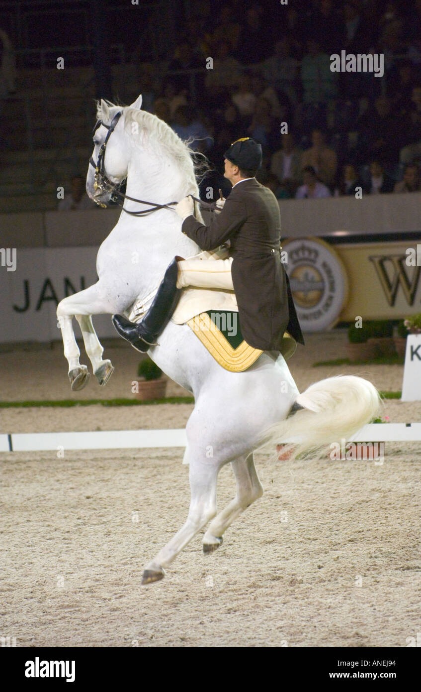 member of the famous Spanish Riding School of Vienna performing with a ...