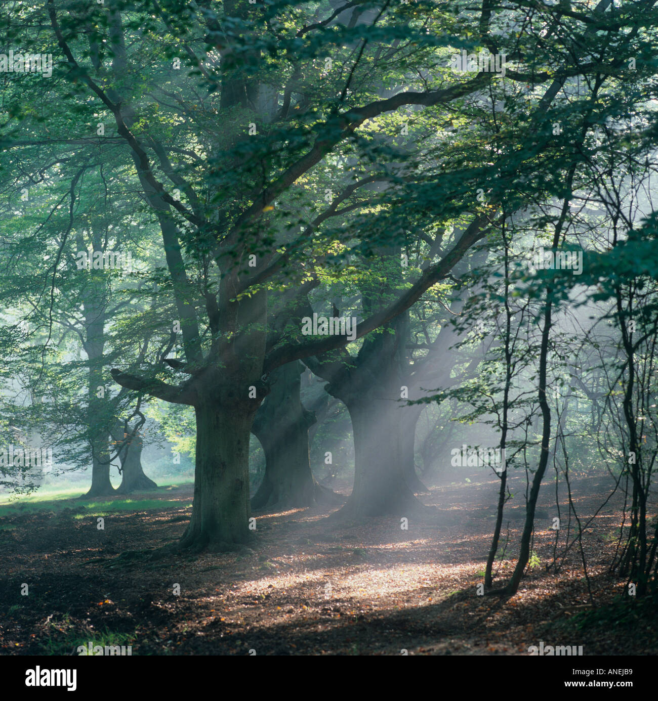 Frithsden Beeches Fagus sylvatica on an early autumn morning October ...