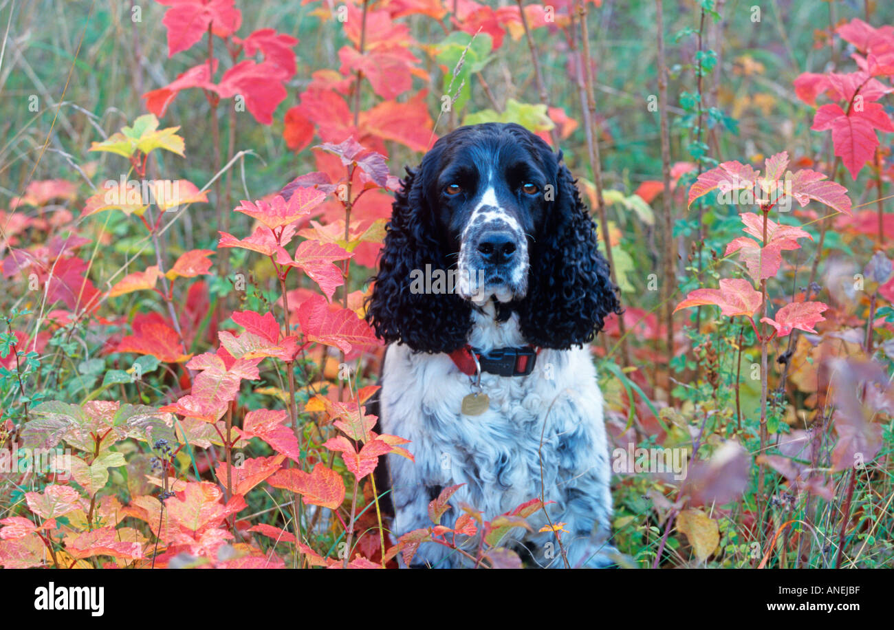 English Springer Spaniel in Red Leaves Stock Photo - Alamy