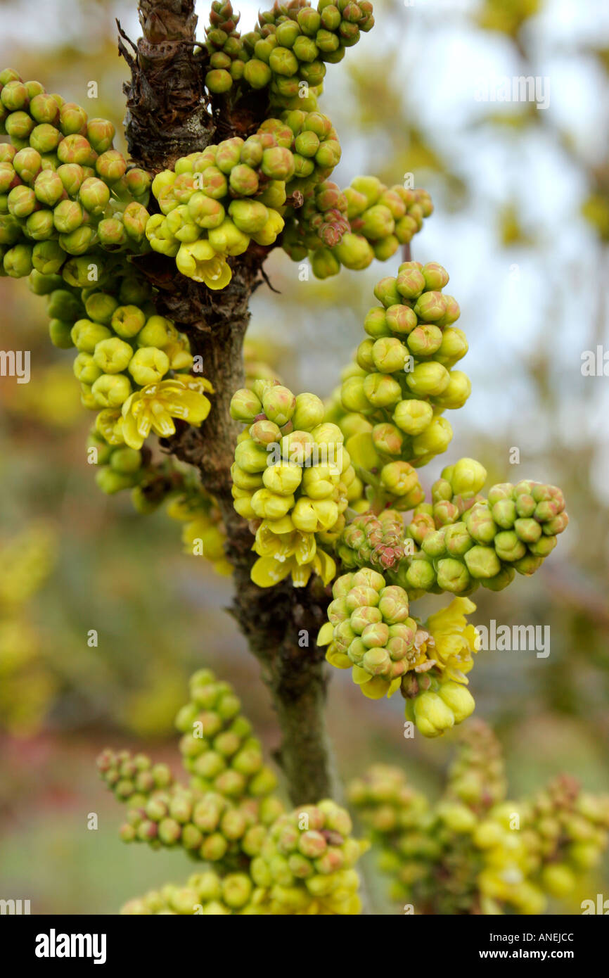 Yellow flowers of garden shrub Mahonia pinnata or California Barberry ...