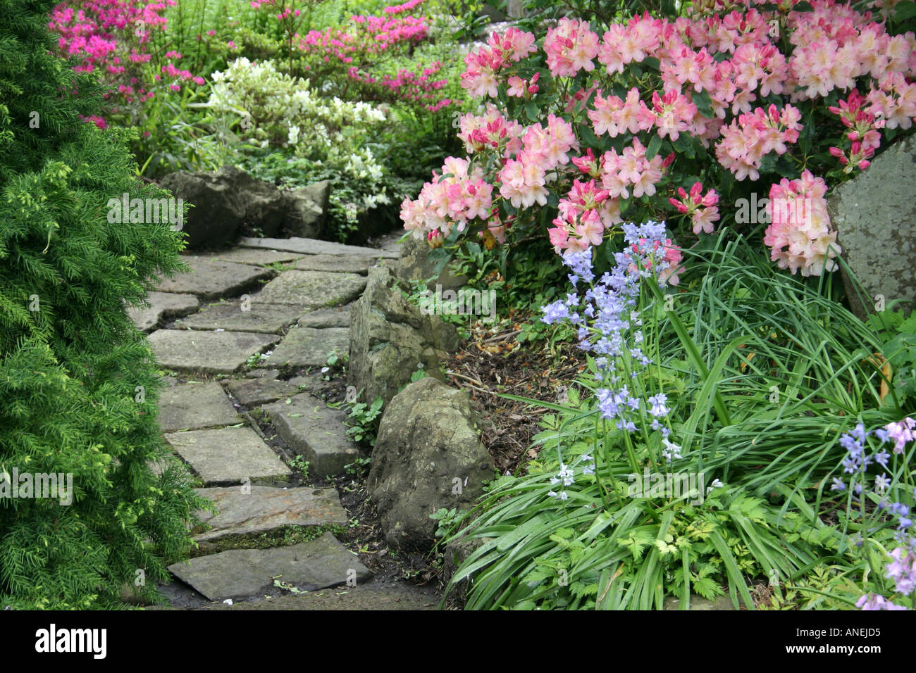 Garden in spring with rhododendrons azaleas and spring flowering bulbs ...