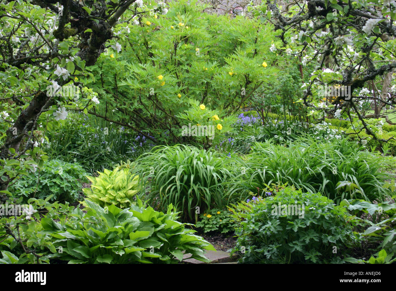 Garden in late spring Stock Photo - Alamy