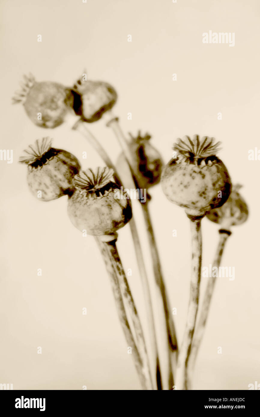 Poppy seedheads soft focus sepia tone Botanical name Papaver somniferum ...