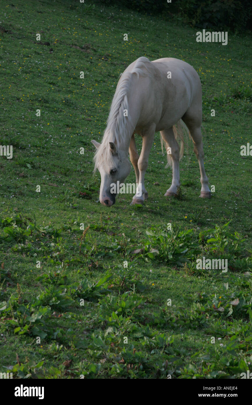 Dapple grey horses hi-res stock photography and images - Alamy