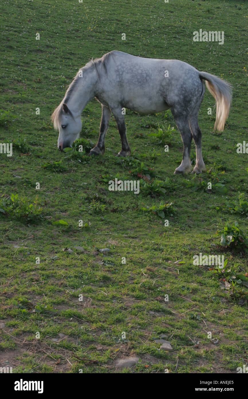 Dapple grey horses hi-res stock photography and images - Alamy