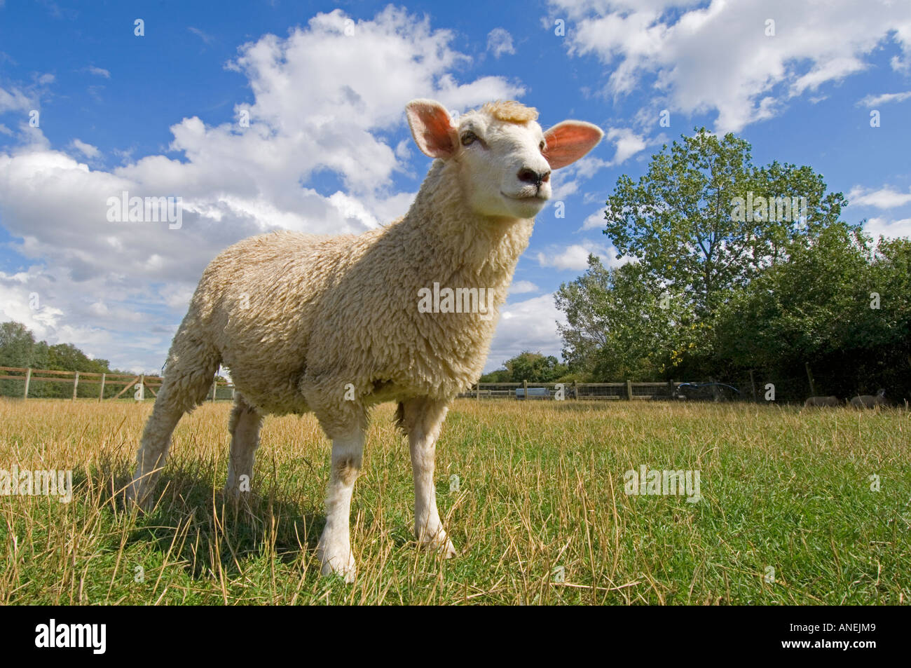 British milk sheep hi-res stock photography and images - Alamy