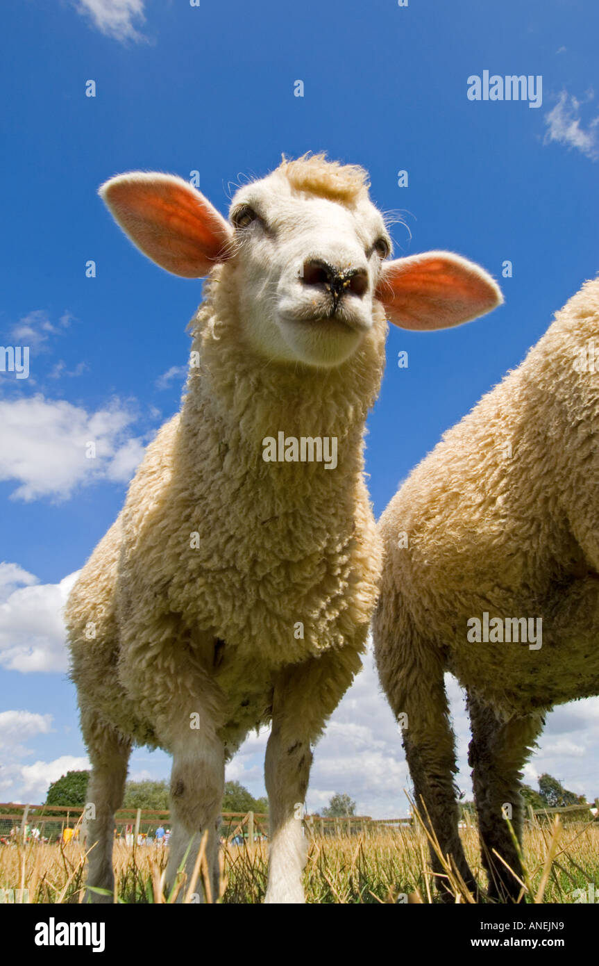 British milk sheep hi-res stock photography and images - Alamy