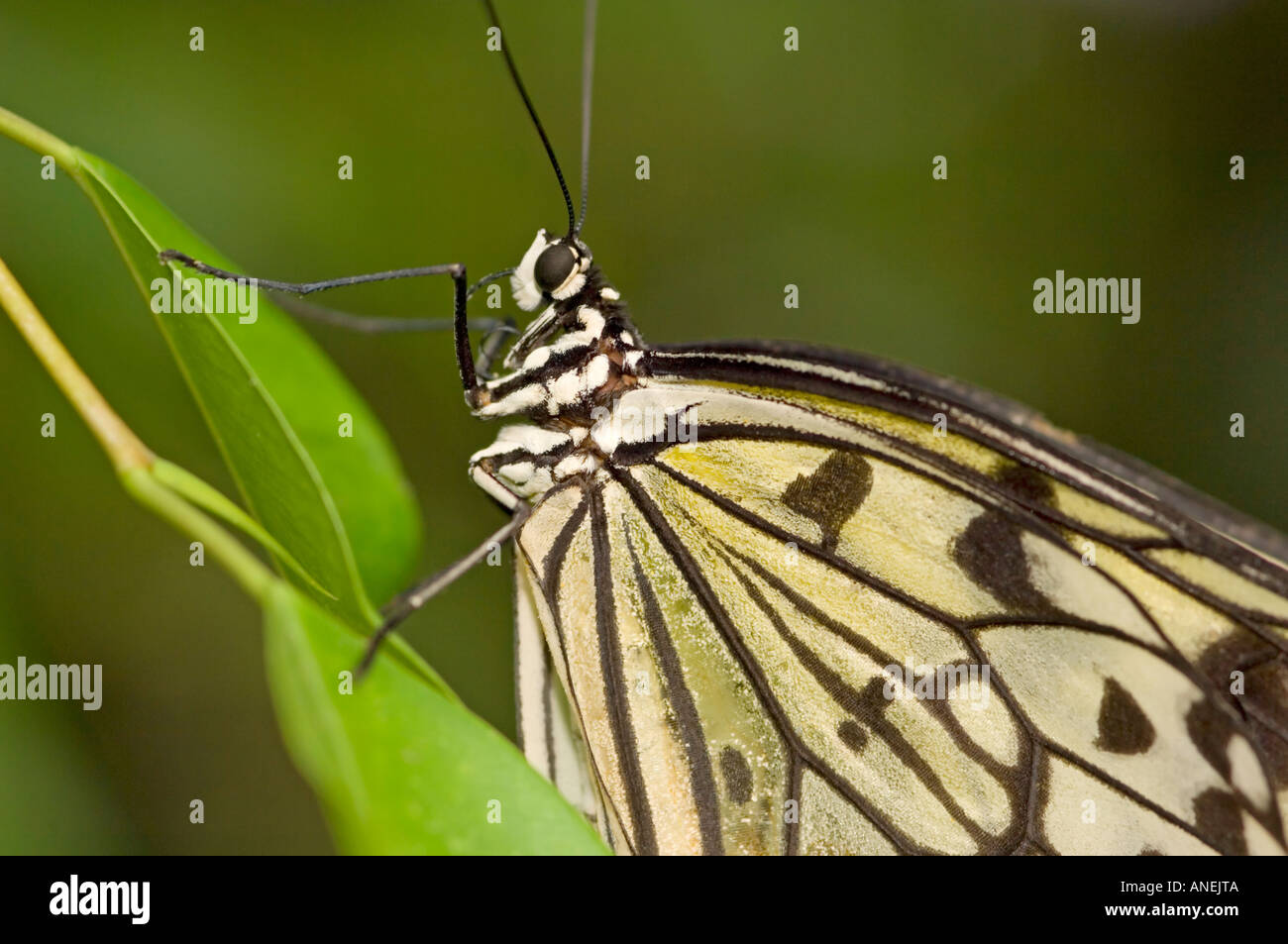 Malabar Tree Nymph Stock Photos & Malabar Tree Nymph Stock Images - Alamy