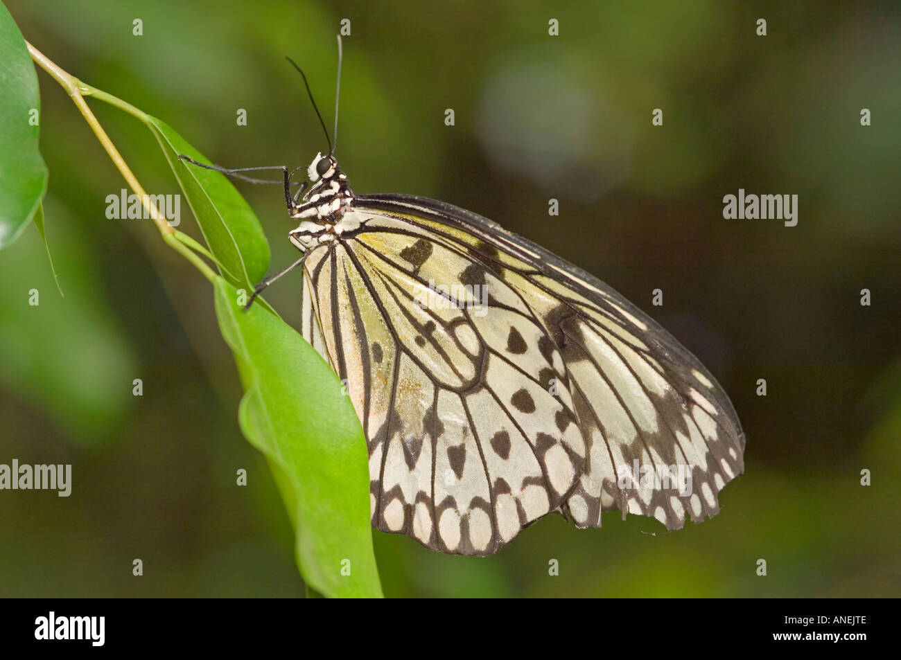 Malabar Tree Nymph Butterfly High Resolution Stock Photography and ...