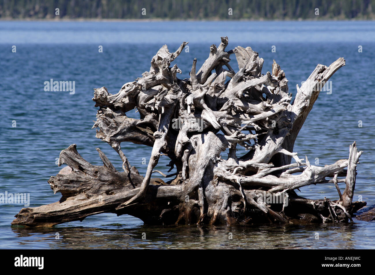 Floating tree stump hi-res stock photography and images - Alamy