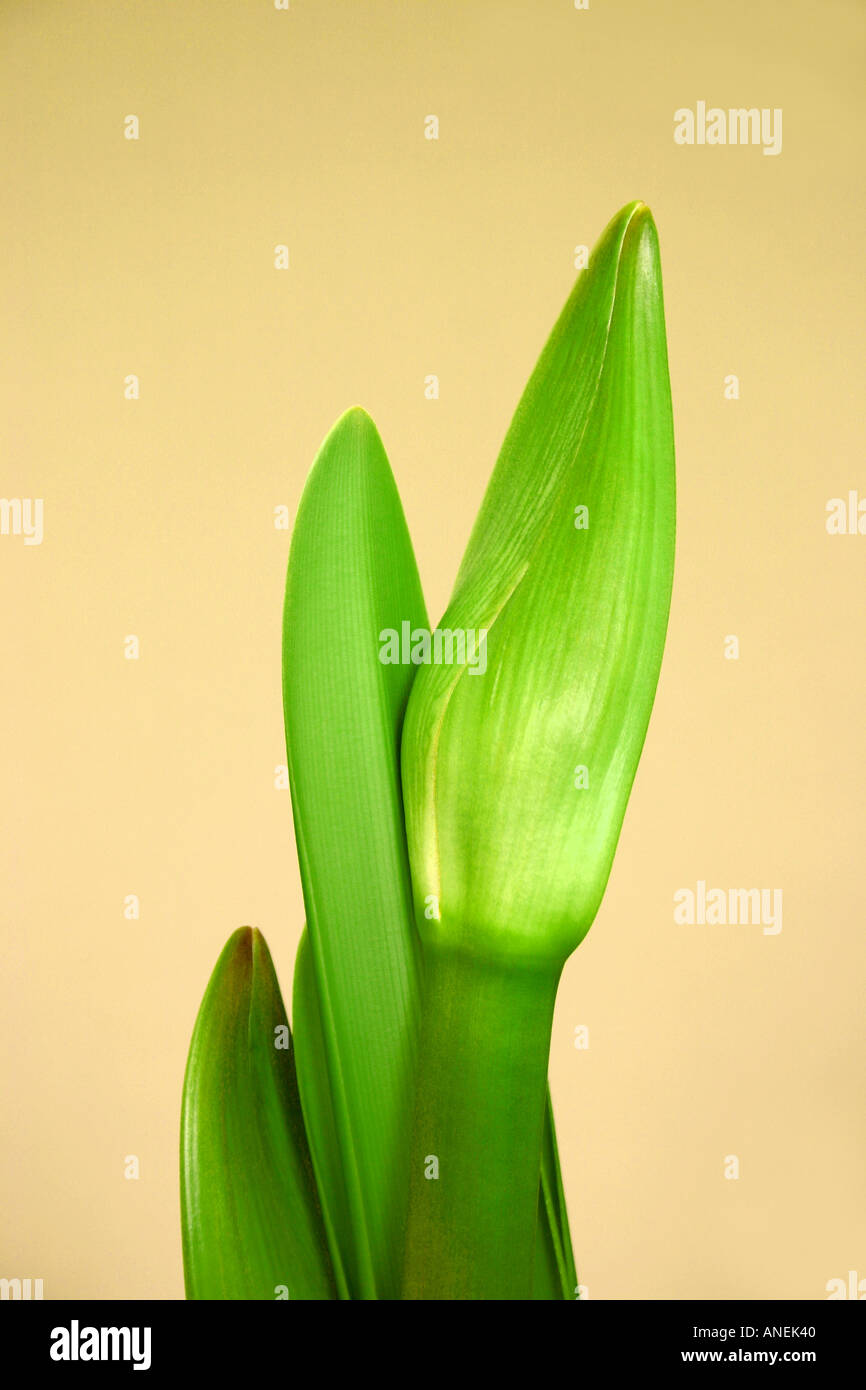 Amaryllis bud hi-res stock photography and images - Alamy