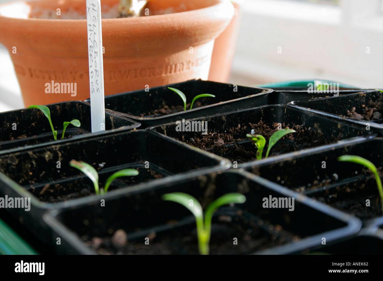 Plant seedlings in pots in greenhouse Stock Photo - Alamy