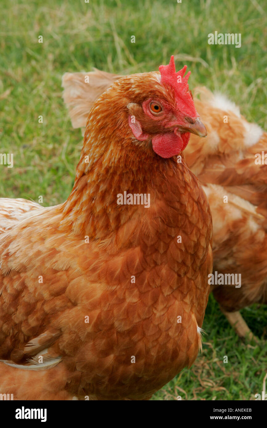 Free range chicken close up Stock Photo - Alamy