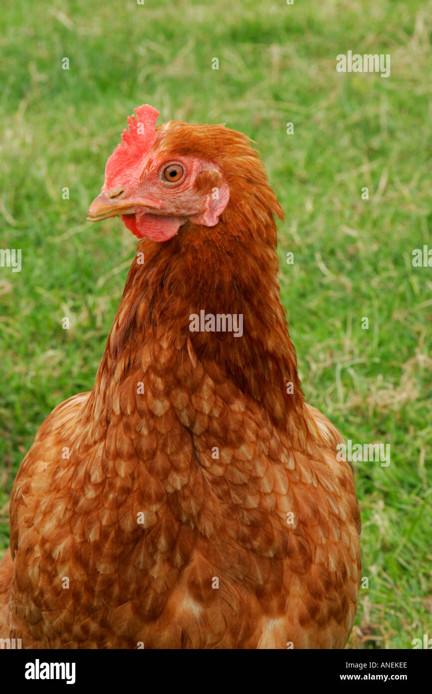 Free range chicken on grass Stock Photo - Alamy