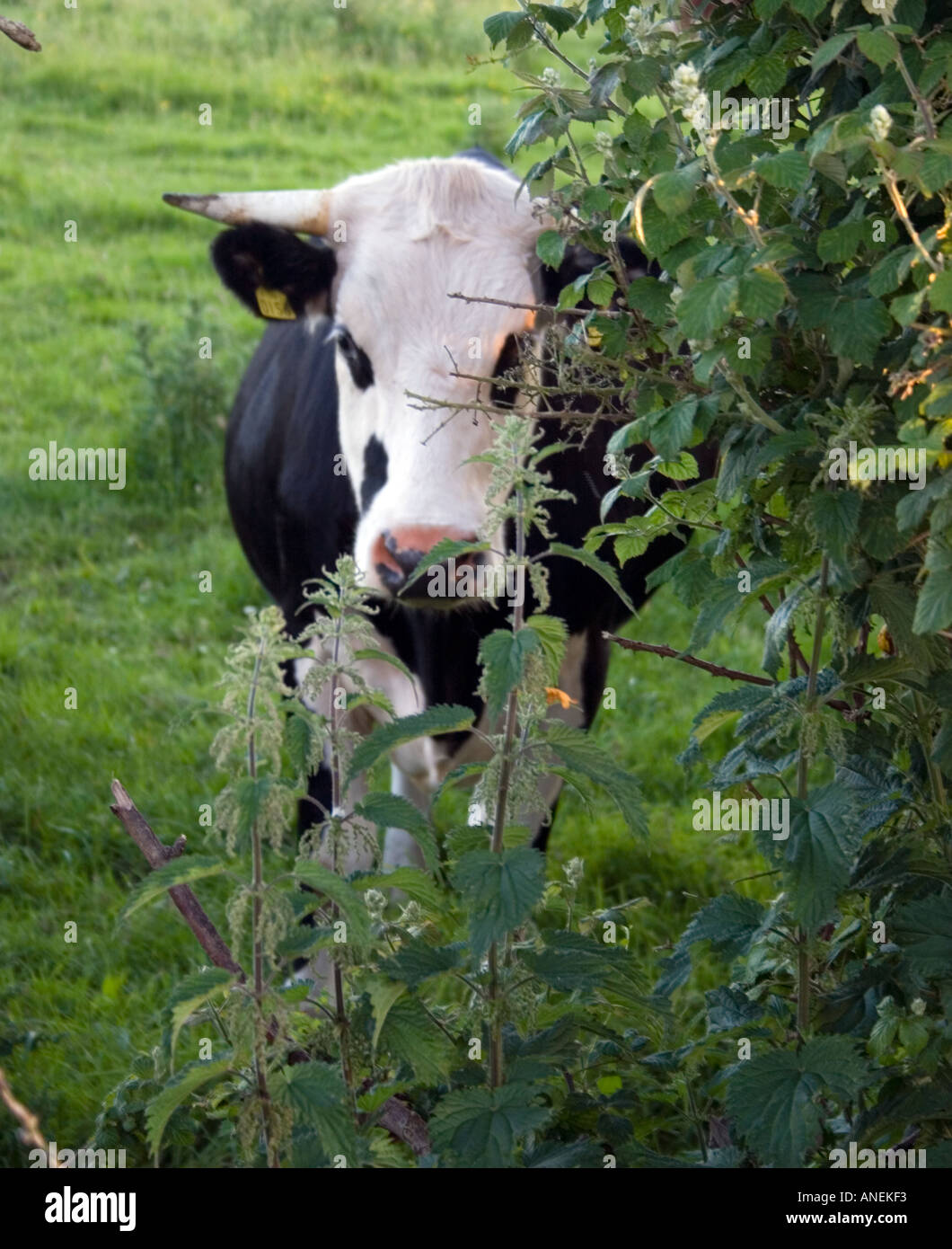 Milk hedge hi-res stock photography and images - Alamy