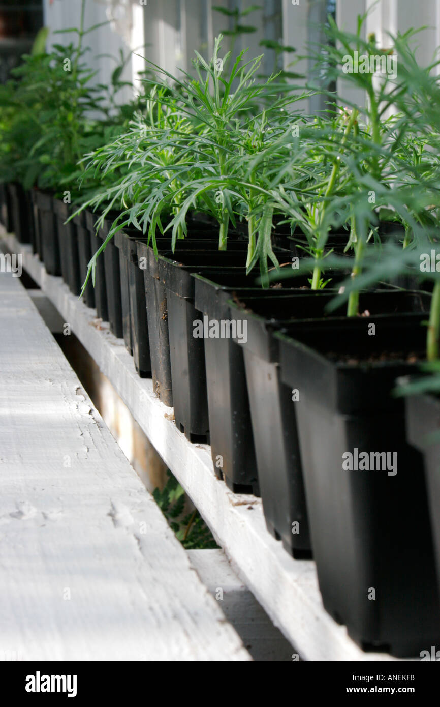 Row cuttings hi-res stock photography and images - Alamy