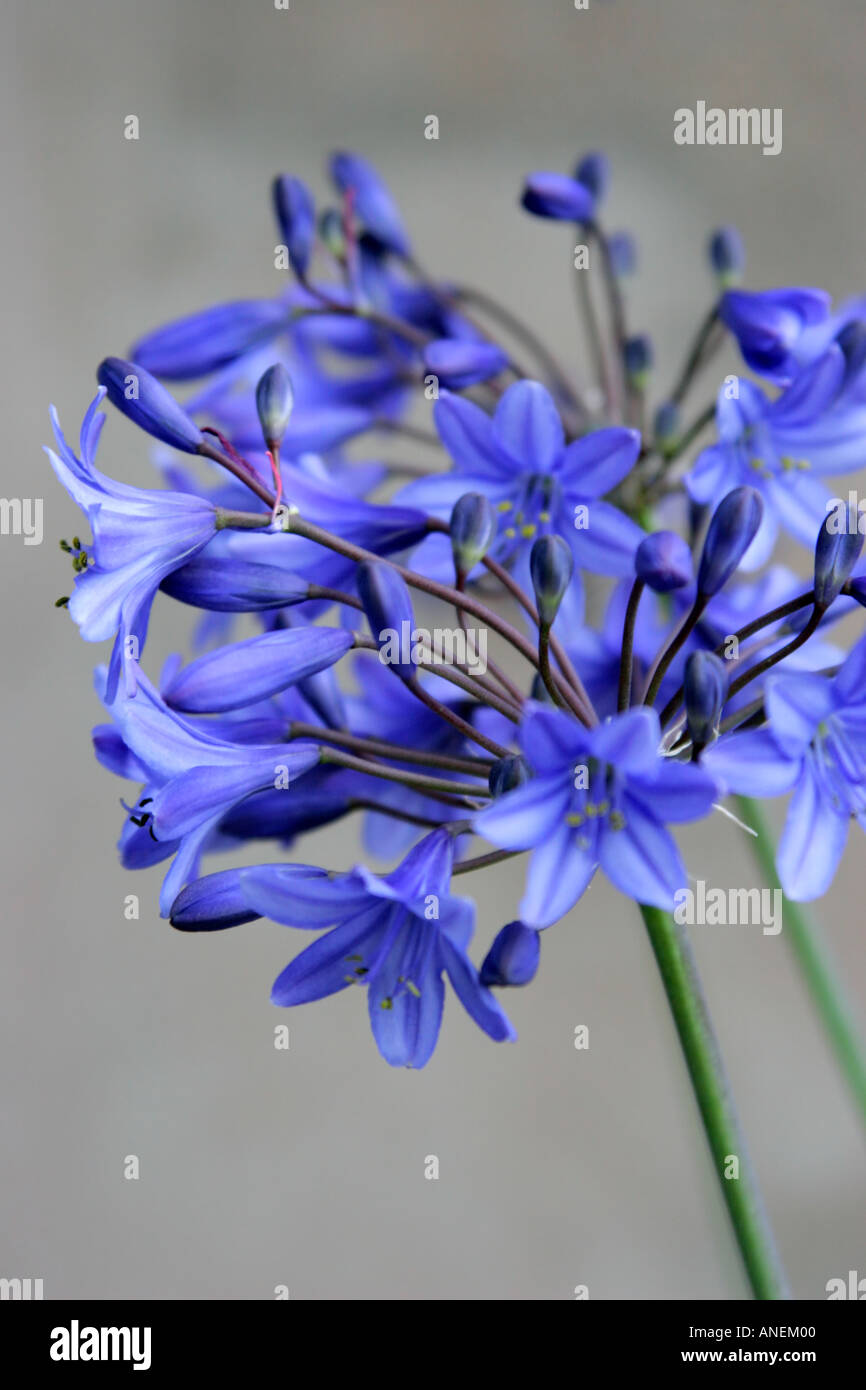 Blue flowers of agapanthus plant Stock Photo - Alamy
