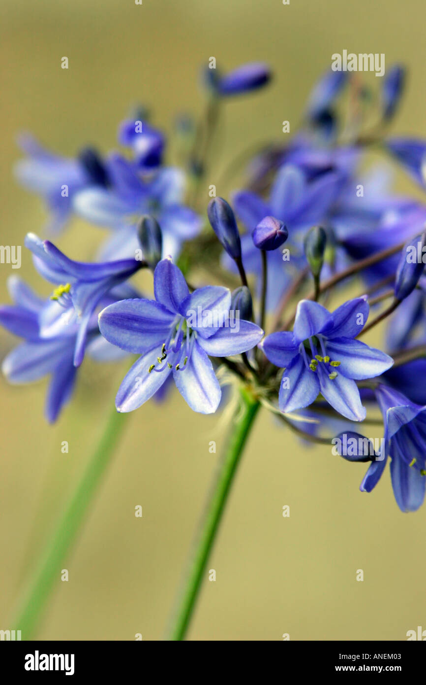 Blue flowers of agapanthus plant Stock Photo - Alamy
