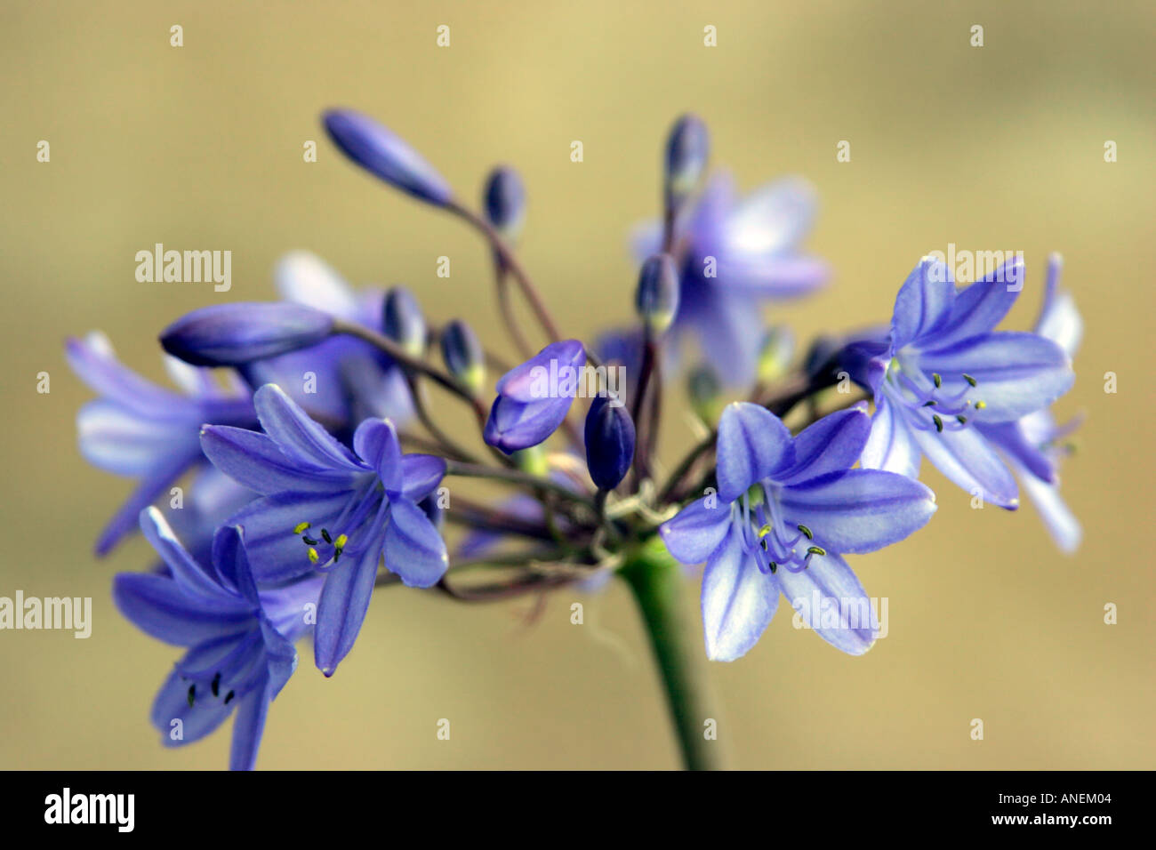 Blue flowers of agapanthus plant Stock Photo - Alamy