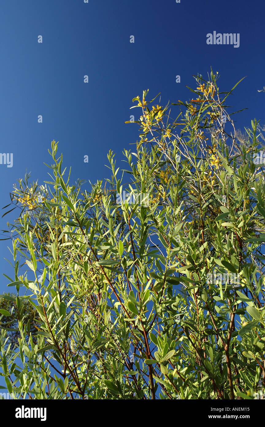 Sandalwood bush Santalum spicatum hemiparasitic on jam wattle Acacia ...