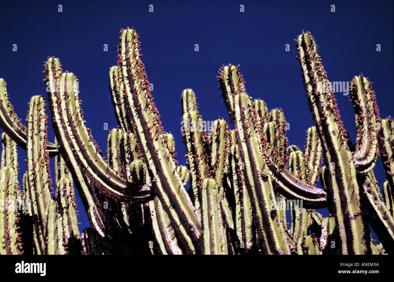 Arid zone cactus hi-res stock photography and images - Alamy