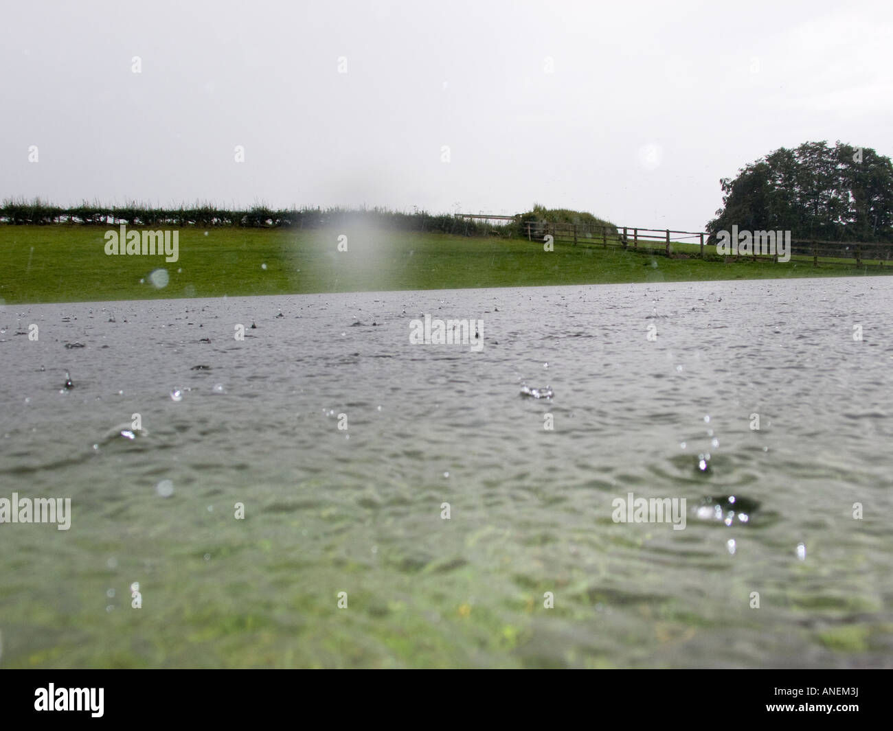 Rain falling on a pond in summer Stock Photo - Alamy
