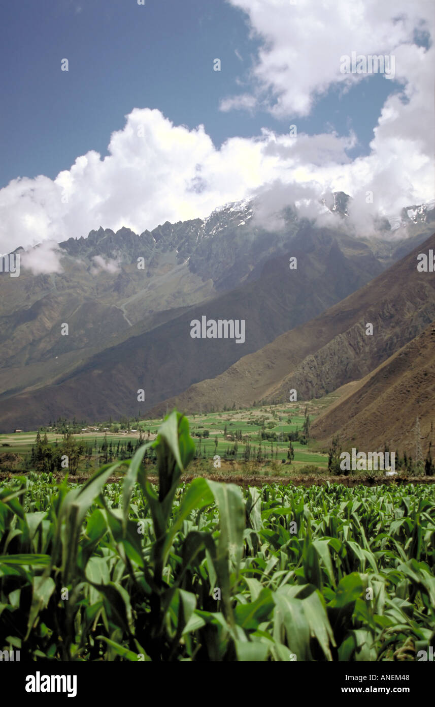 Plant of cultivated cornfields hi-res stock photography and images - Alamy