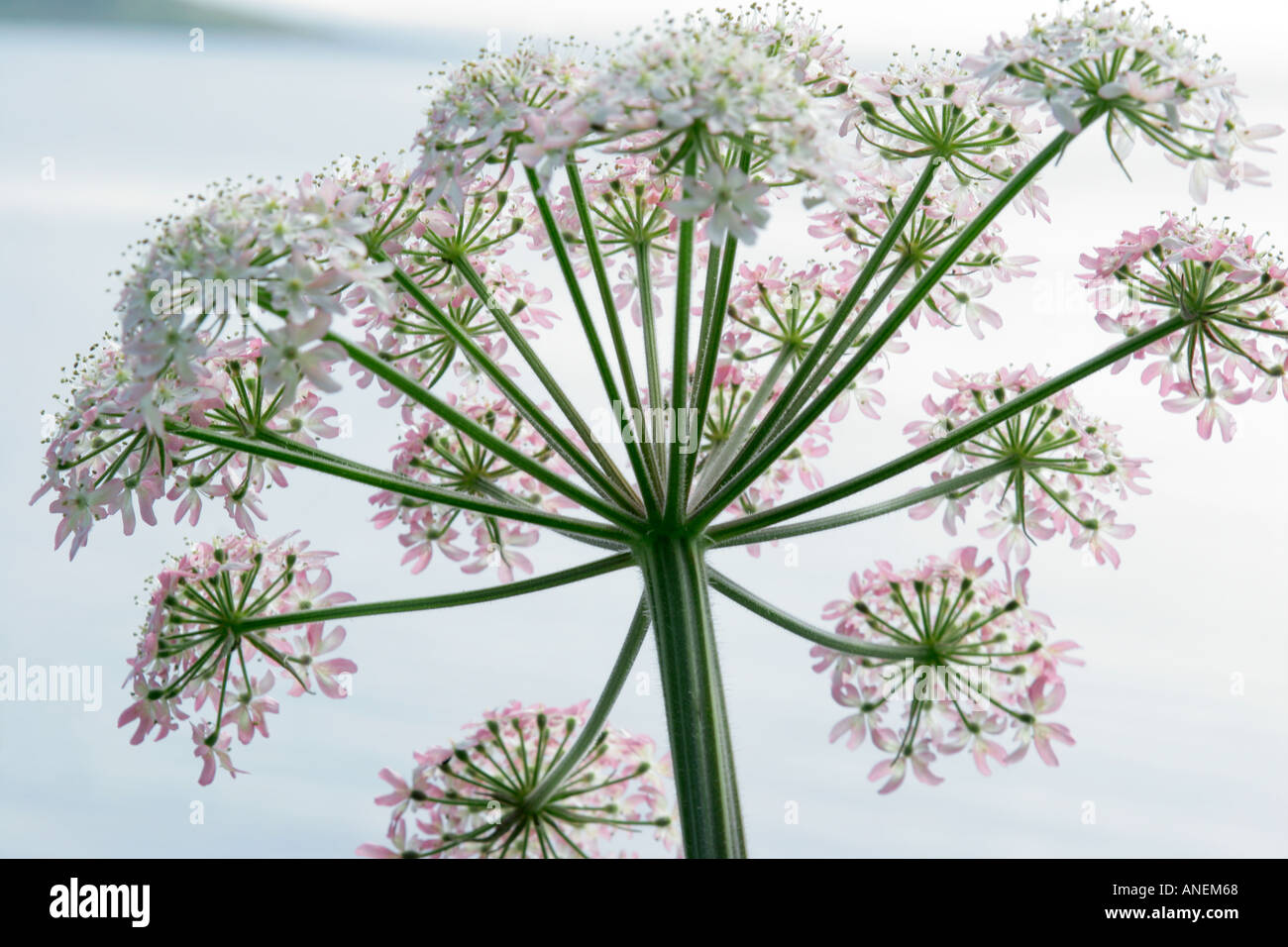 Umbelliferous Herb High Resolution Stock Photography and Images - Alamy