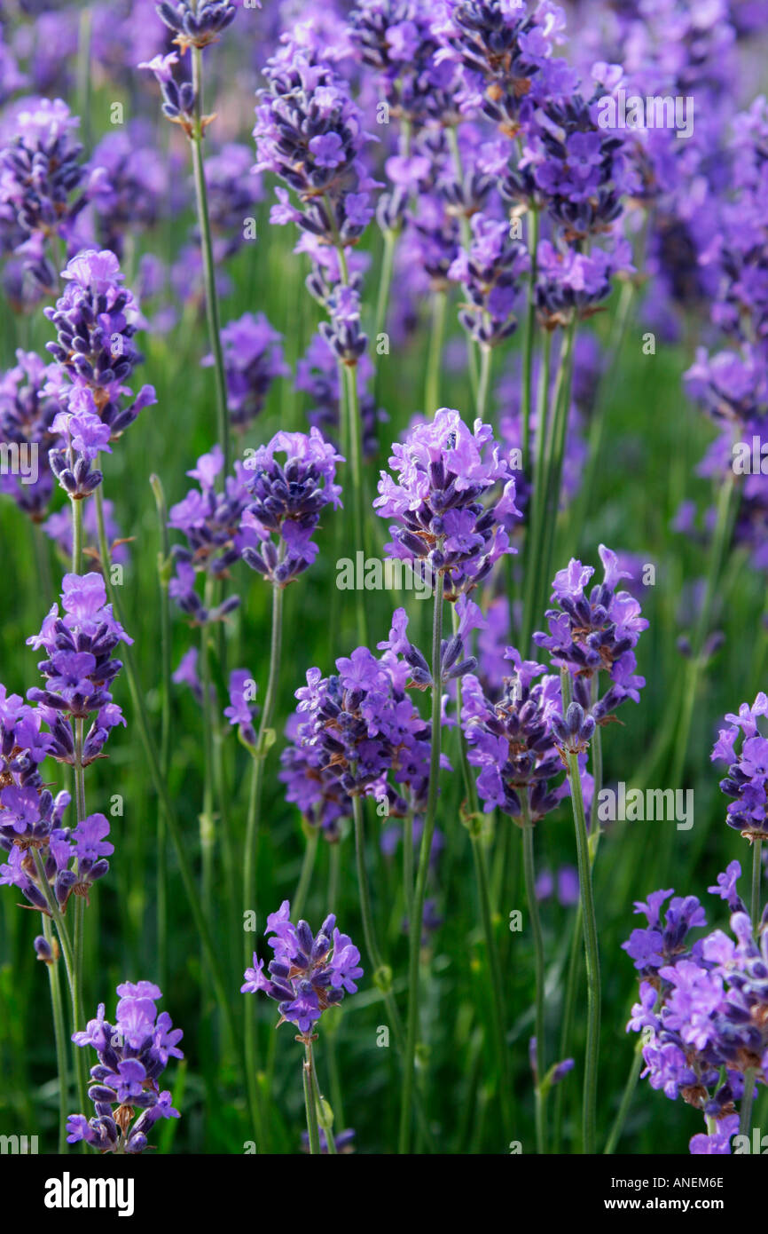 Flowers of garden plant Lavender Stock Photo - Alamy