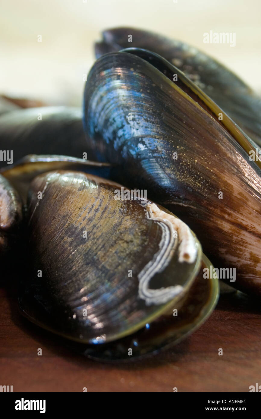 Mytilus planulatus hi-res stock photography and images - Alamy