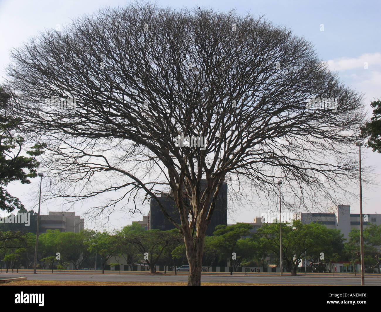 Big br hi-res stock photography and images - Alamy