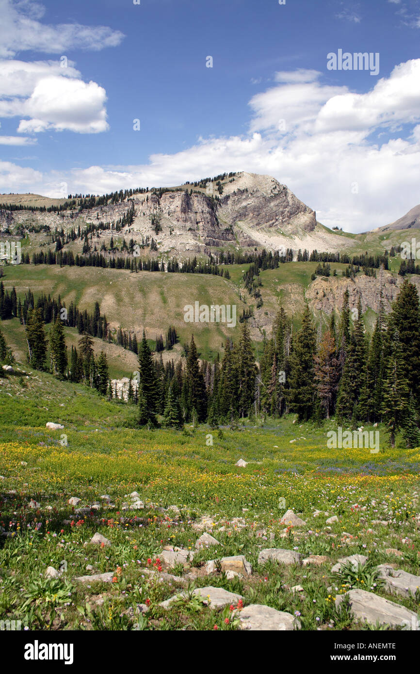 Outdoor Mountain Nature Scene with Wildflowers, Grand Tetons, Wyoming ...