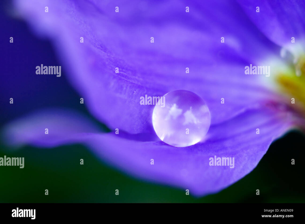 Pearl drop hi-res stock photography and images - Alamy