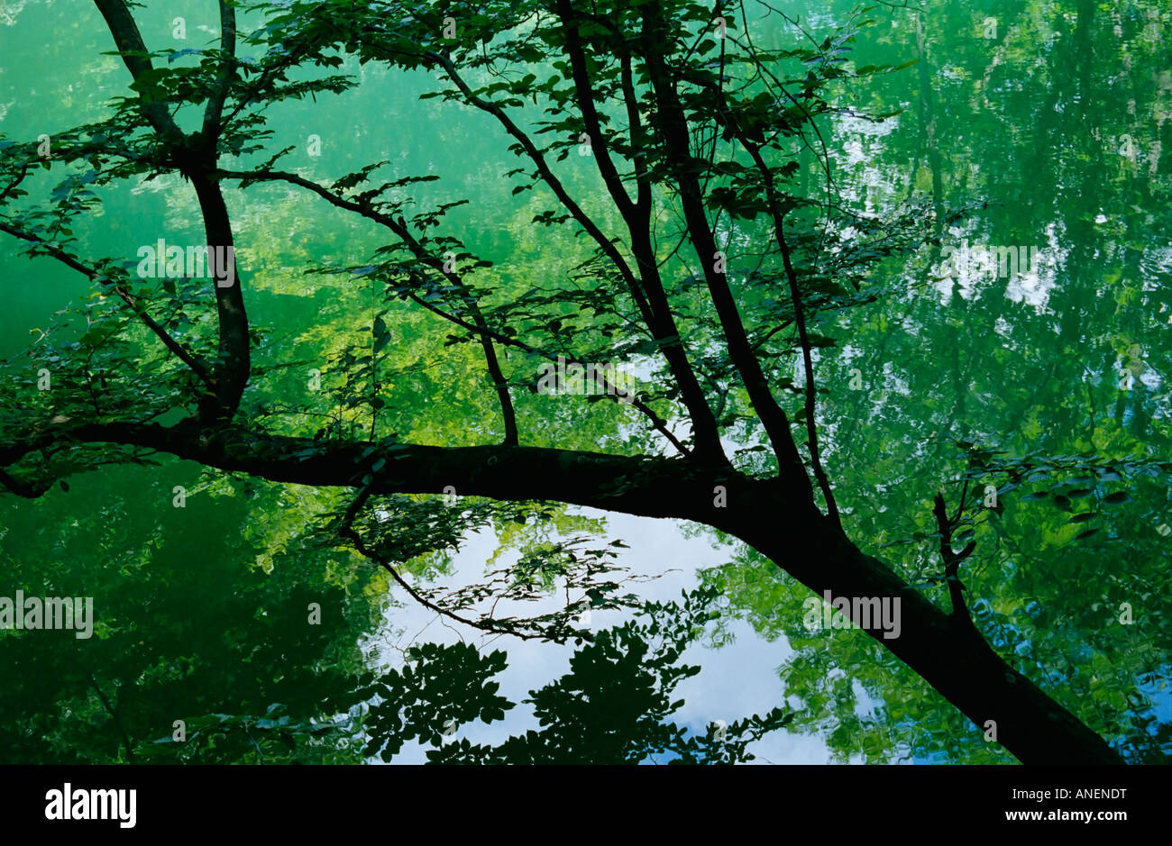 Trees reflecting in the lake Stock Photo - Alamy